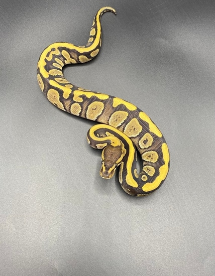 Cypress Yellow Belly Male Ball Python by MorphEvolution - MorphMarket
