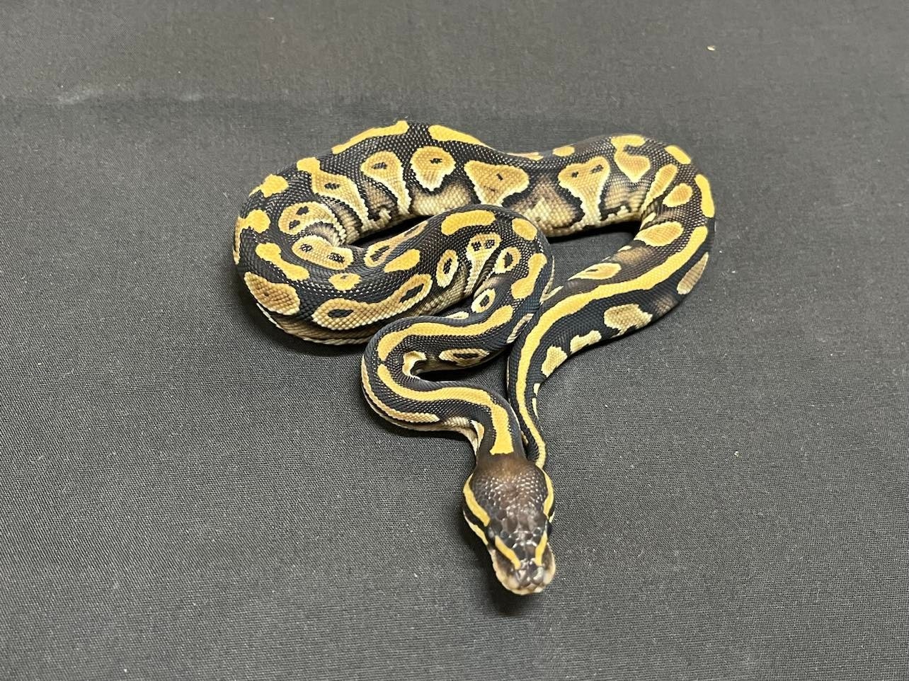 Mystic Het Pied Ball Python by MorphEvolution - MorphMarket