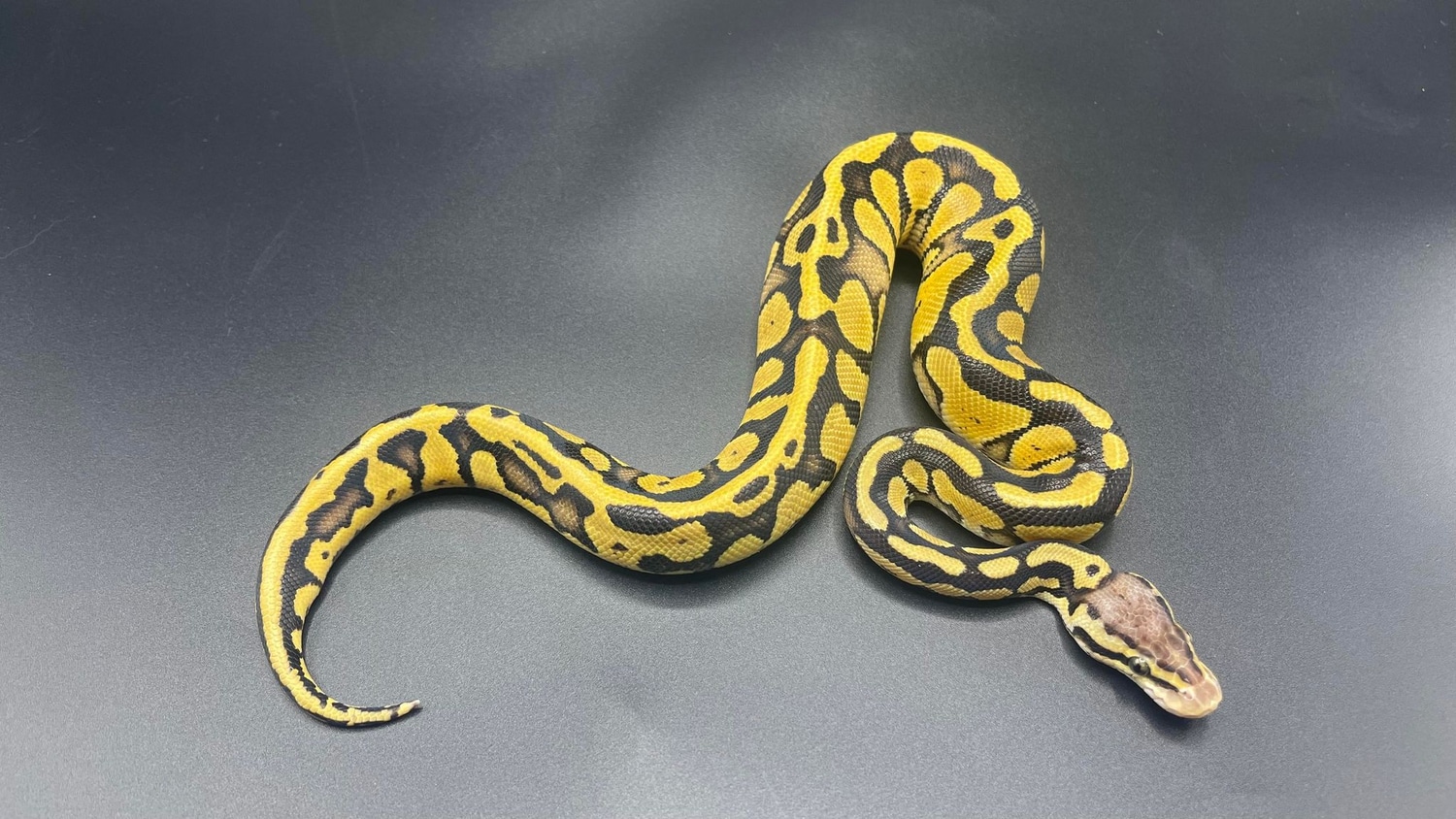Pastel Yellow Belly Special Het Pied Ball Python by MorphEvolution - MorphMarket