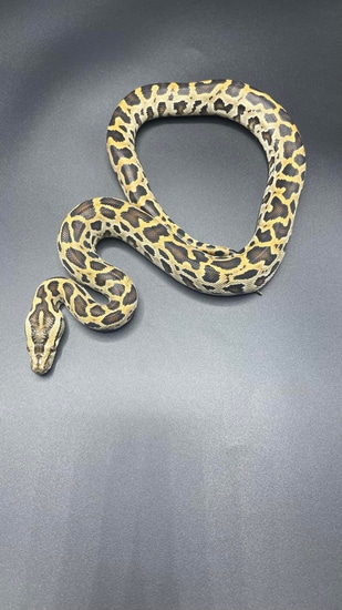 Pure Dwarf Burm Burmese Python by MorphEvolution