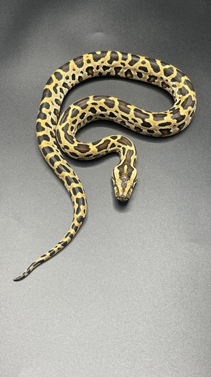 Pure Dwarf Burm Burmese Python by MorphEvolution