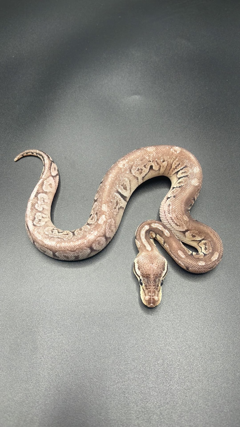 Pastel Cinnamon Special 66% Het Clown Ball Python by MorphEvolution ...