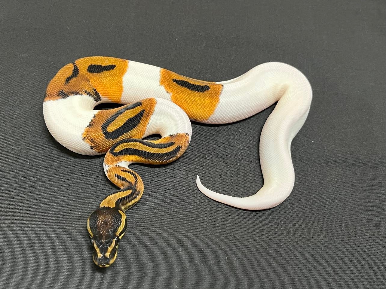 Orange Dream Pied Ball Python by MorphEvolution - MorphMarket