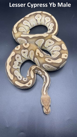 Cypress Lesser Yellowbelly Ball Python by MorphEvolution