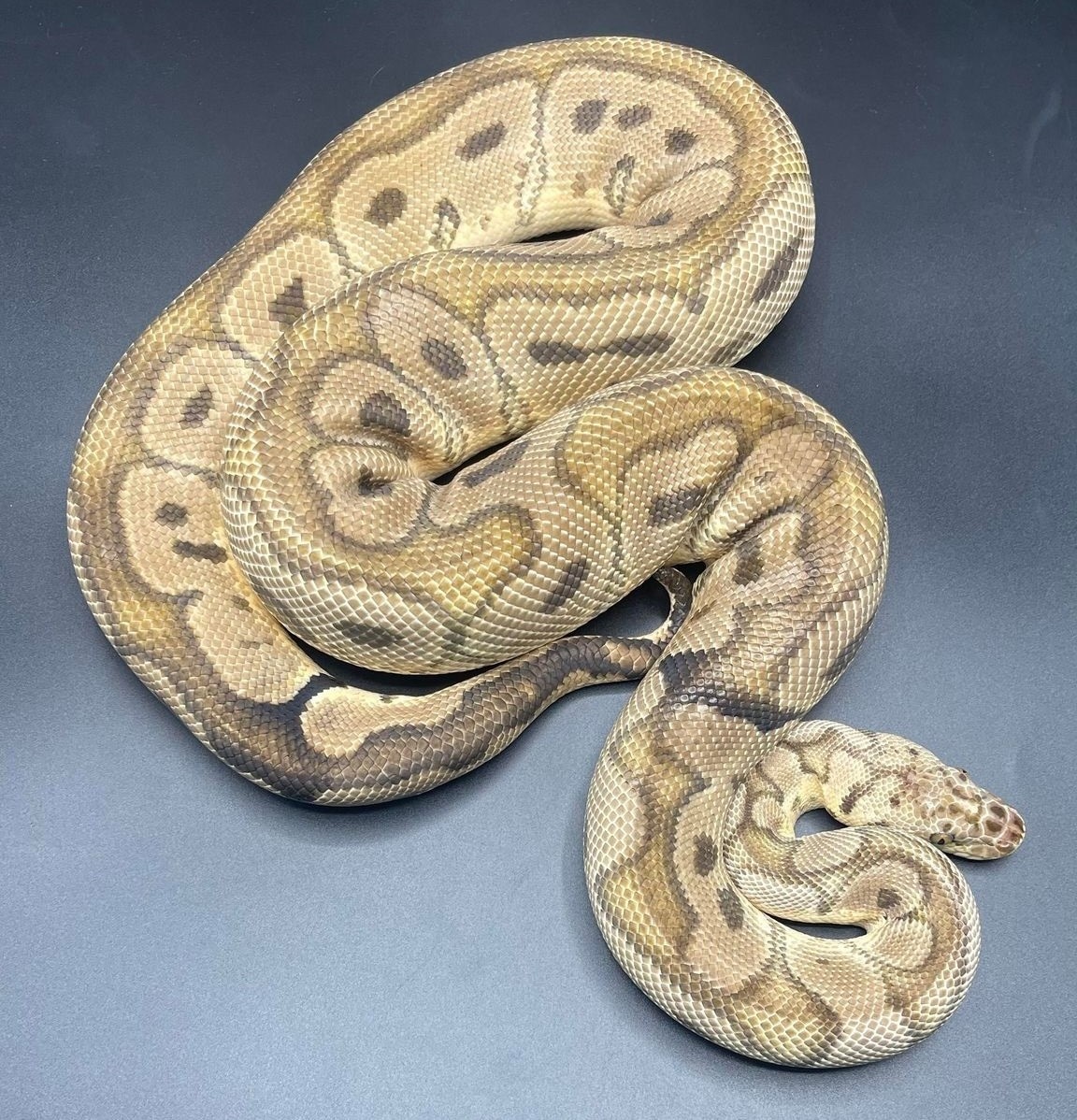 Pastel Clown Het Tsk Axanthic Ball Python by MorphEvolution - MorphMarket