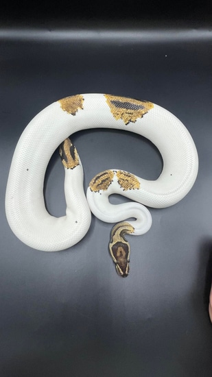 Yellow Belly Pied Ball Python by MorphEvolution
