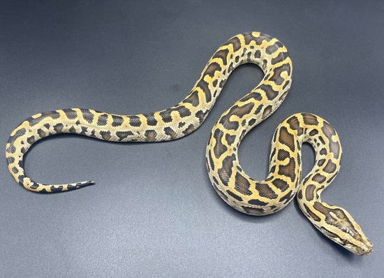 Pure Dwarf Burmese Burmese Python by MorphEvolution