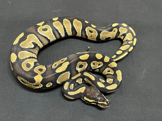 Mystic 66% Het Clown Ball Python by MorphEvolution