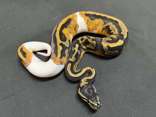 2023 Pied Female Ball Python by MorphEvolution