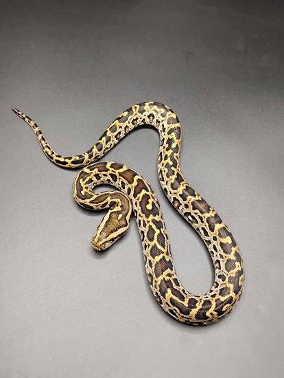 Dwarf Burmese Burmese Python by MorphEvolution