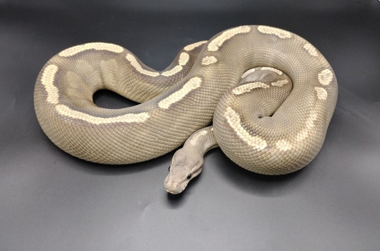 Black Pastel Ghi Ghost Ball Python by MorphEvolution