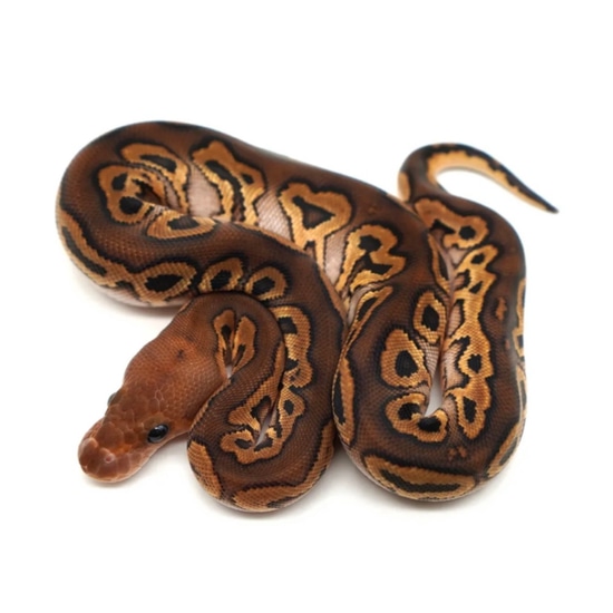 BP RS Clown Ball Python by Morph Explosion
