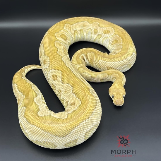 Mojave Clown Ball Python by Morph Explosion