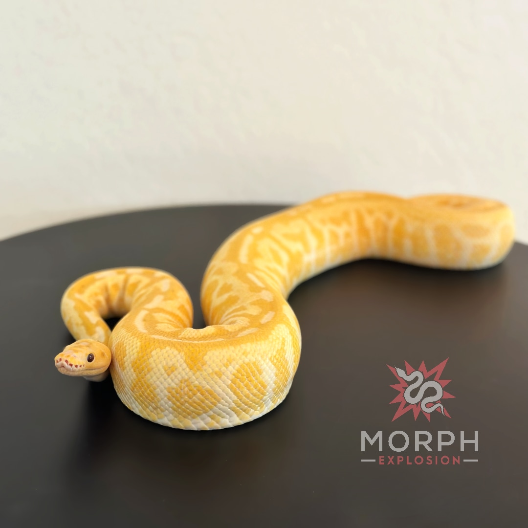 YB Powerball RS Coral Glow Clown Ball Python by Morph Explosion ...