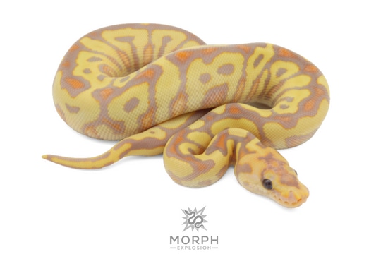 Mojave Spotnose Yellow Belly Coral Glow Clown Ball Python by Morph ...