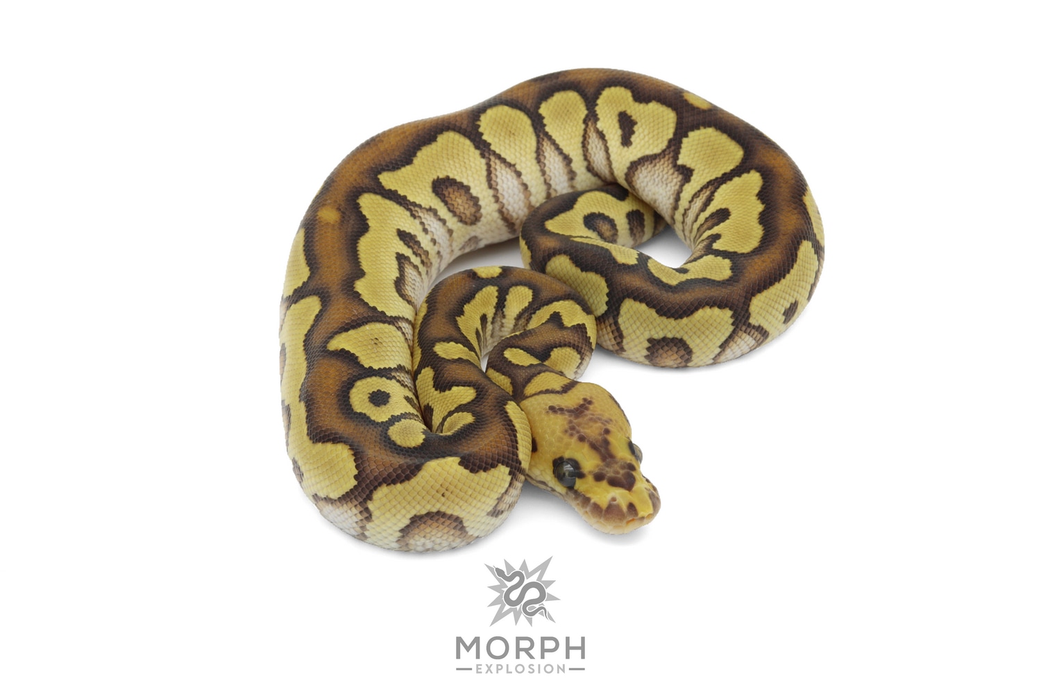 Mojave Spotnose Red Stripe Clown Ball Python by Morph Explosion ...