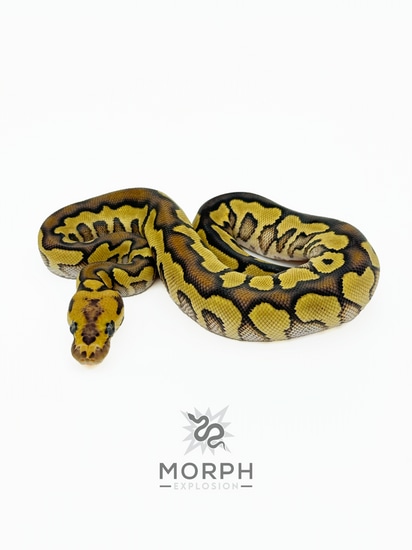Mojave Spotnose Red Stripe Clown Ball Python by Morph Explosion