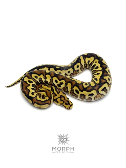 Spotnose Red Stripe Yellow Belly Clown Ball Python by Morph Explosion