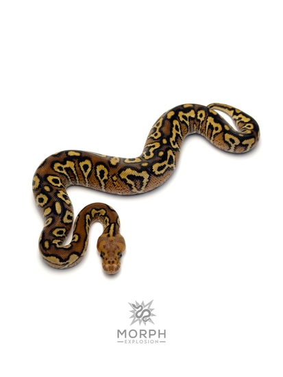 Pompeii Ball Python by Morph Explosion