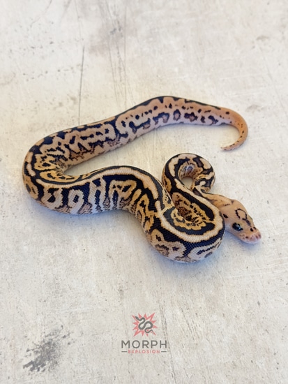 Black Pastel Powerball Clown Ball Python by Morph Explosion
