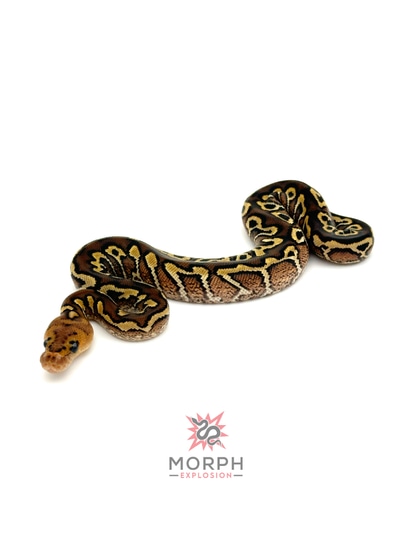 Pompeii Ball Python by Morph Explosion