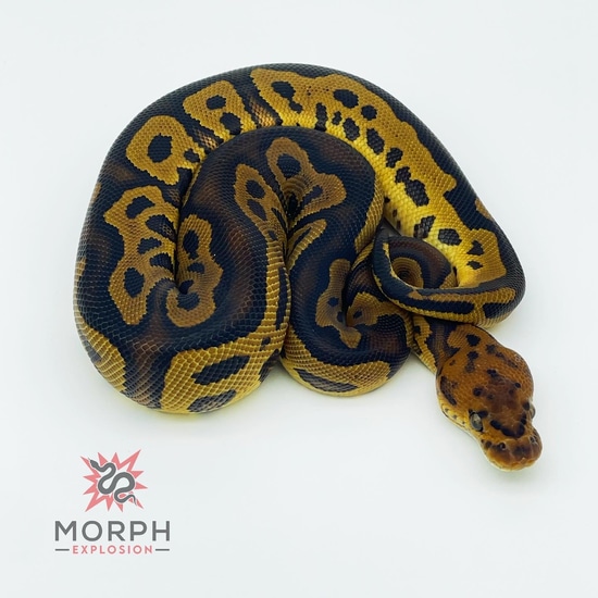 Leopard Clown Het Sunset Ball Python by Morph Explosion