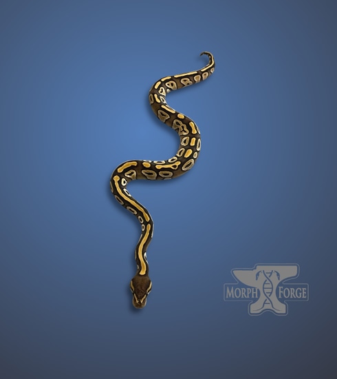 1 Of 3 Mojave Female Ball Python by Morph Forge