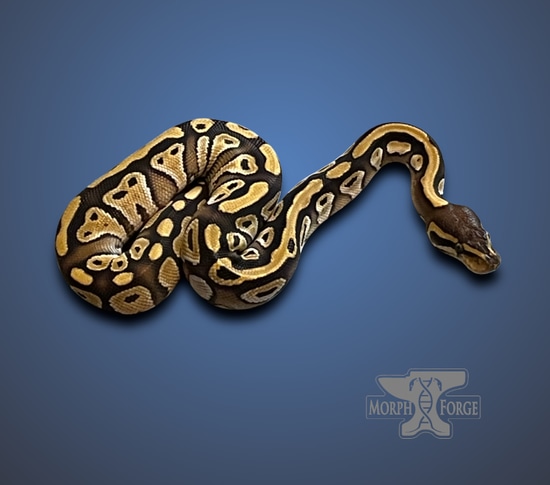 Mojave Male 2 Of 2 Ball Python by Morph Forge