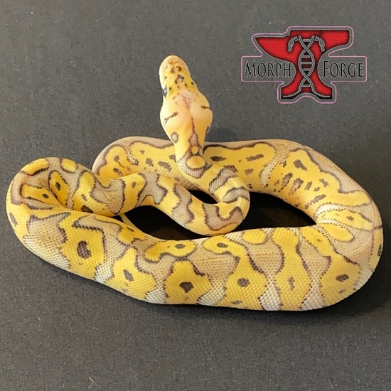 2022 Female - Super Pastel Clown Ball Python by Morph Forge