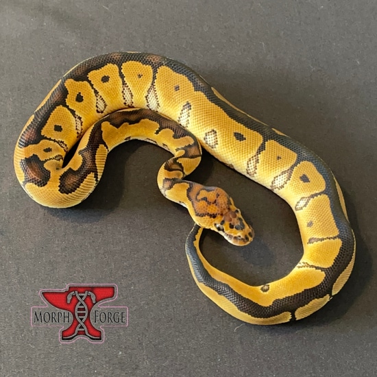 2022 Female - Clown Ball Python by Morph Forge
