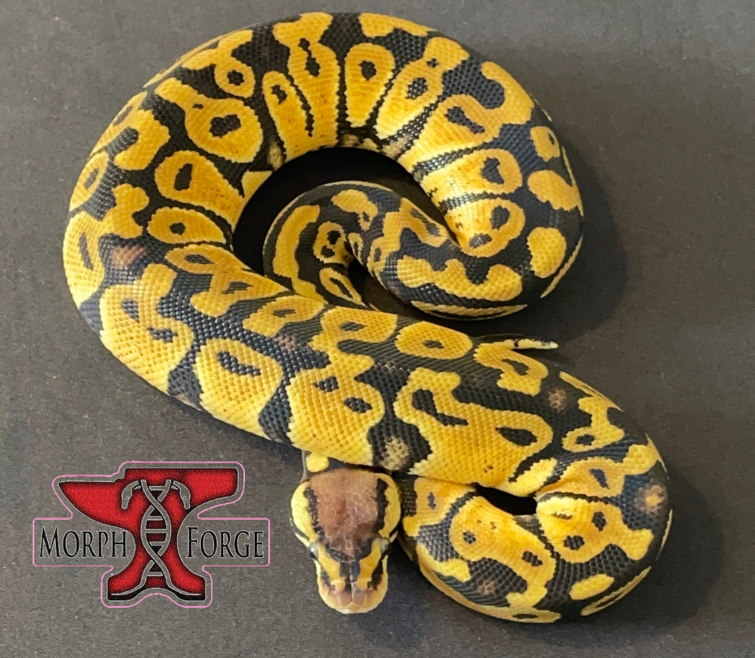 2022 Female - Pastel Het Clown Ball Python by Morph Forge - MorphMarket
