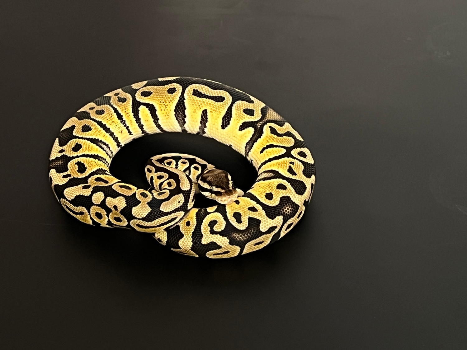 2022 Female - Pastel Het Clown Ball Python by Morph Forge - MorphMarket
