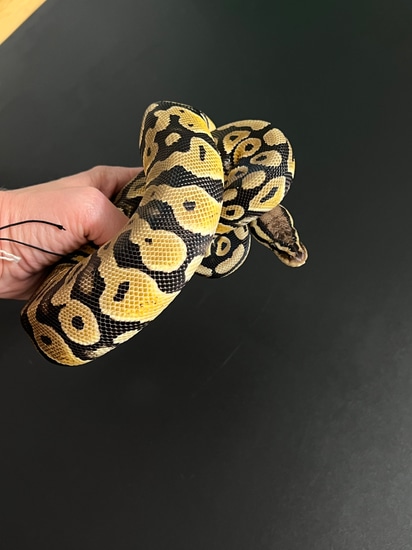 2022 Female - Pastel Het Clown Ball Python by Morph Forge