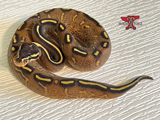 2023 Female - Super Gravel Ball Python by Morph Forge