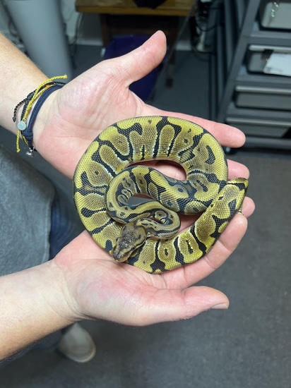 HGW Granite Chocolate OD Het Clown Ball Python by Morph Forge