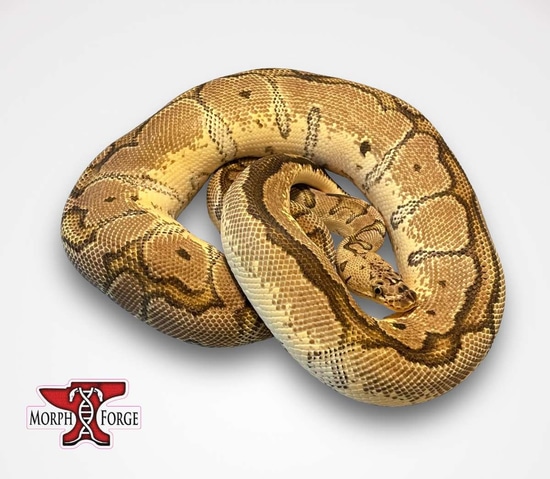 Pastel Clown Ball Python by Morph Forge
