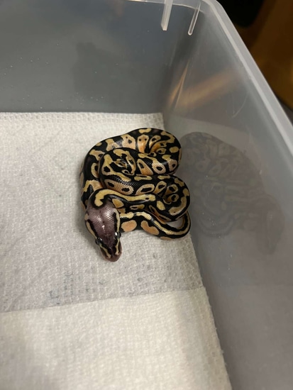 2023 Female - Pastel Lace Het Clown Ball Python by Morph Forge