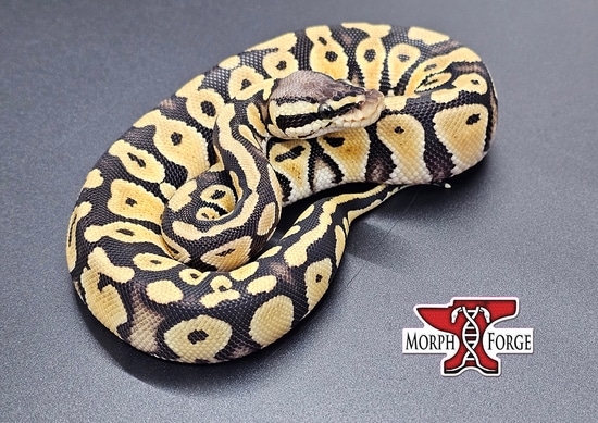 2023 Male - Pastel Lace Het Clown Ball Python by Morph Forge