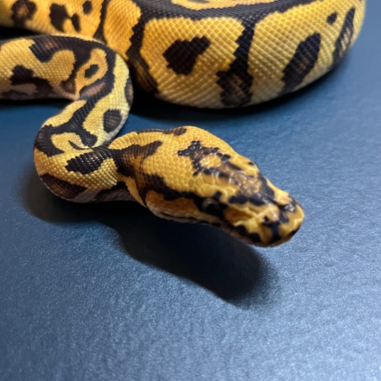 Spotnose Clown Ball Python by Morph Forge