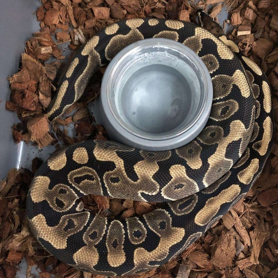 RTB Blade Het Clown Ball Python by Morph Forge