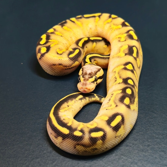 Pastel Super Gravel Ball Python by Morph Forge