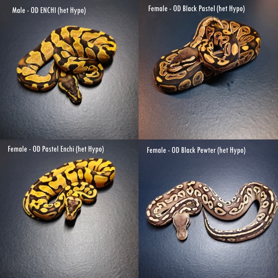 1.3 - OD Enchi Black Pewter Hypo Project Group!!! Ball Python by Morph Forge