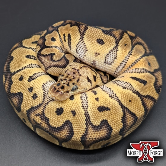 Pastel Clown Ball Python by Morph Forge