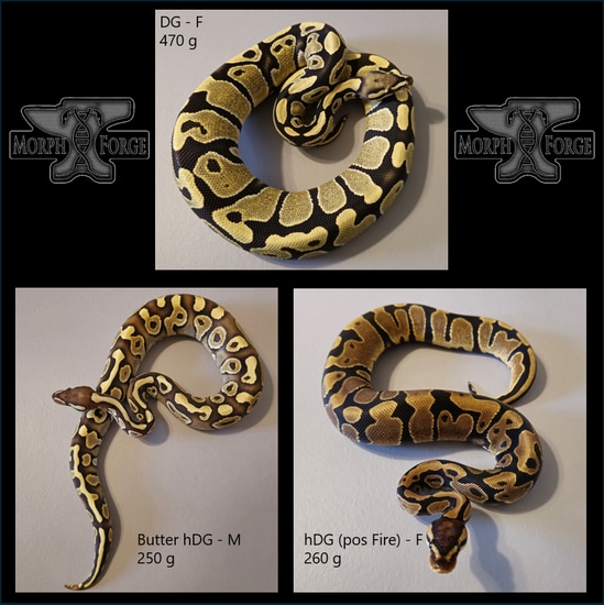 1.2 DG Project Group !! Ball Python by Morph Forge