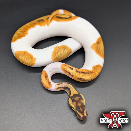 HI OD Enchi Leo GeneX Pin Pied Ball Python by Morph Forge