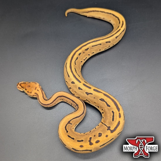 OD Enchi Leopard Pin Het Pied 50% Het Hypo Ball Python by Morph Forge