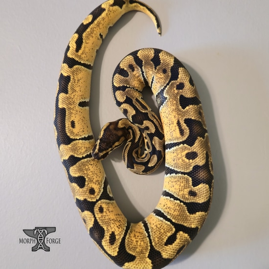 2024 Orange Dream Enchi Het Hypo - Female Ball Python by Morph Forge