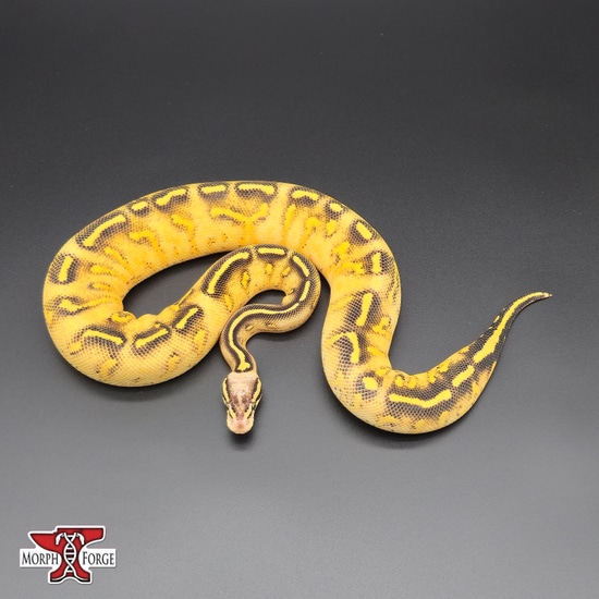 1.2 Pastel Gravel Group Ball Python by Morph Forge