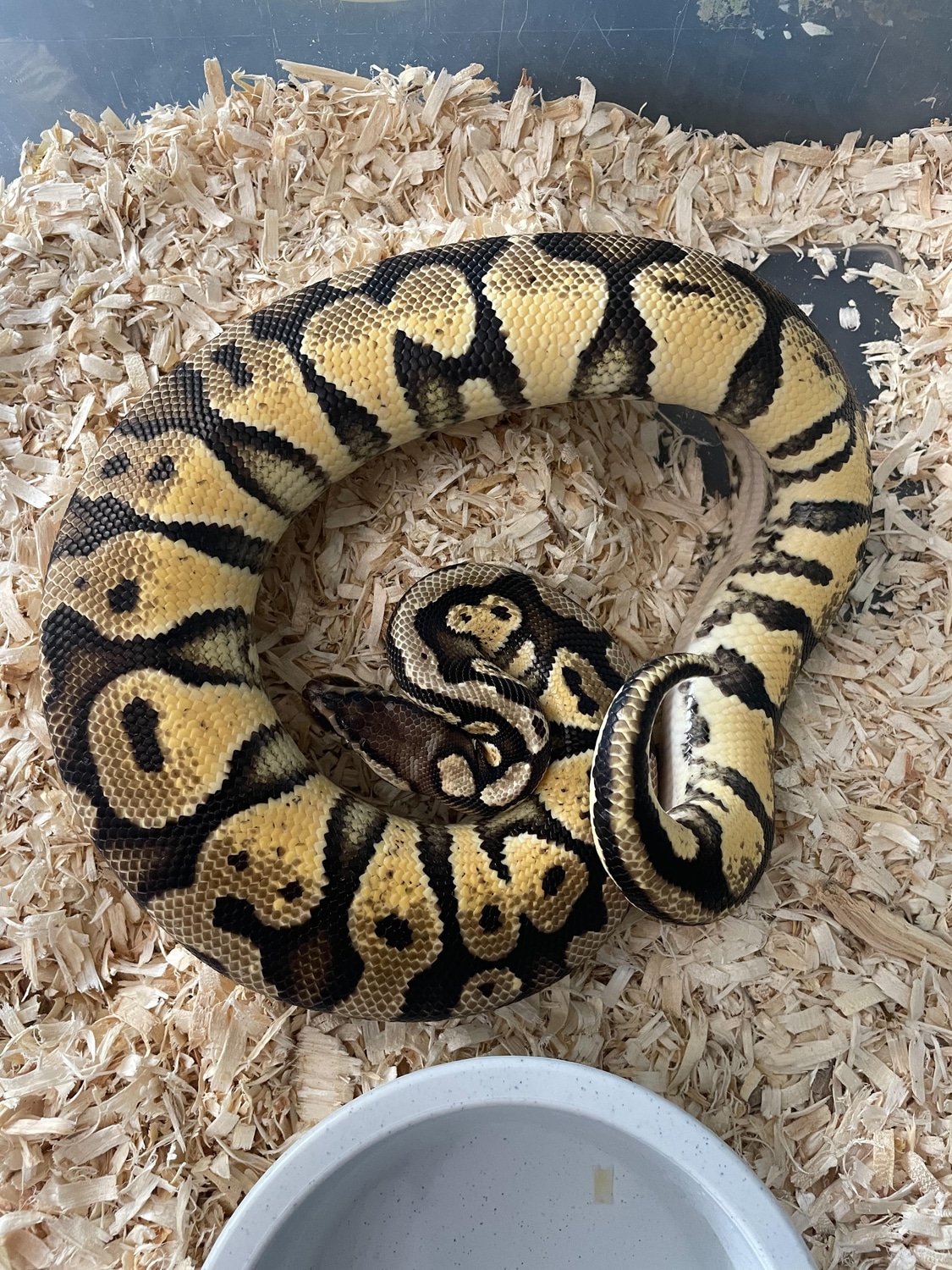 Pastel Gravel Ball Python by Morphgasm Exotics - MorphMarket