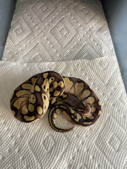 Pastel Lesser Possible Asphalt Ball Python by Morphgasm Exotics